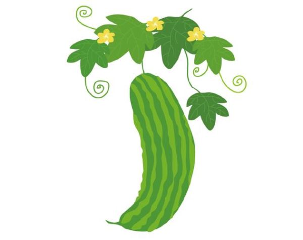 丝瓜图片大全卡通_丝瓜卡通怎么画-第3张图片-山城妙识 丝瓜图片大全卡通_丝瓜卡通怎么画-第3张图片-山城妙识