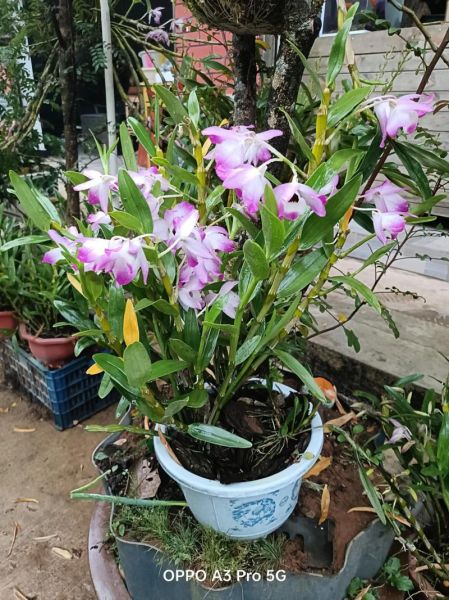 金钗石斛价格多少钱一克_如何辨别真假-第1张图片-山城妙识 金钗石斛价格多少钱一克_如何辨别真假-第1张图片-山城妙识