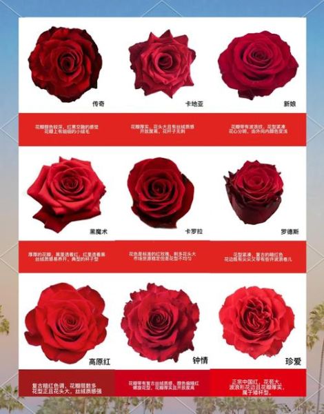 100种玫瑰花名字大全_如何挑选适合送礼的玫瑰-第3张图片-山城妙识 100种玫瑰花名字大全_如何挑选适合送礼的玫瑰-第3张图片-山城妙识