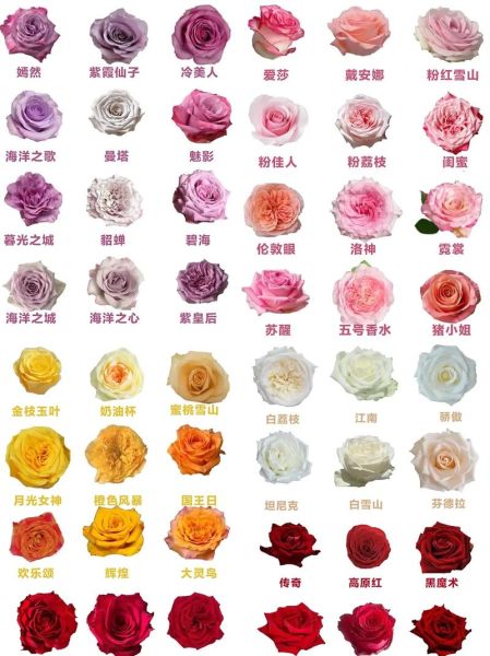 100种玫瑰花名字大全_如何挑选适合送礼的玫瑰-第1张图片-山城妙识 100种玫瑰花名字大全_如何挑选适合送礼的玫瑰-第1张图片-山城妙识