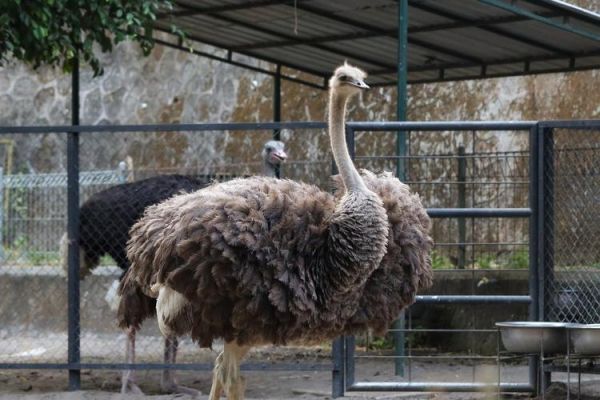 养鸵鸟销路好吗_鸵鸟养殖赚钱吗-第1张图片-山城妙识 养鸵鸟销路好吗_鸵鸟养殖赚钱吗-第1张图片-山城妙识