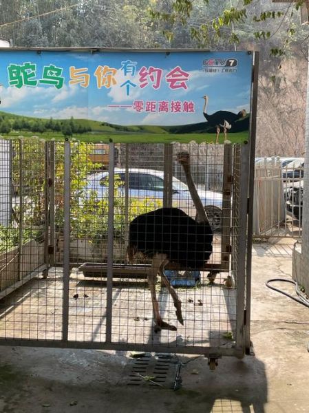 养鸵鸟销路好吗_鸵鸟养殖赚钱吗-第2张图片-山城妙识 养鸵鸟销路好吗_鸵鸟养殖赚钱吗-第2张图片-山城妙识