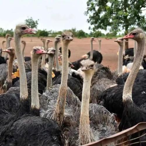 养鸵鸟销路好吗_鸵鸟养殖赚钱吗-第3张图片-山城妙识 养鸵鸟销路好吗_鸵鸟养殖赚钱吗-第3张图片-山城妙识