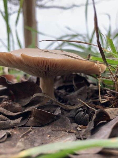 毛尖蘑多少钱一斤_毛尖蘑价格行情-第3张图片-山城妙识 毛尖蘑多少钱一斤_毛尖蘑价格行情-第3张图片-山城妙识