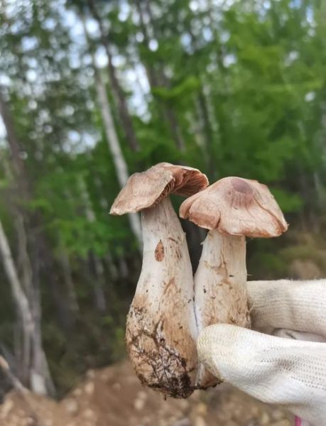 毛尖蘑多少钱一斤_毛尖蘑价格行情-第1张图片-山城妙识 毛尖蘑多少钱一斤_毛尖蘑价格行情-第1张图片-山城妙识