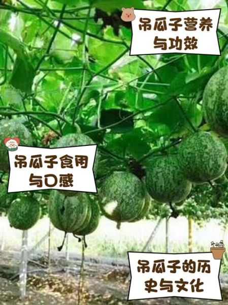 吊瓜子孕妇可以吃吗_孕期吃吊瓜子安全吗-第1张图片-山城妙识 吊瓜子孕妇可以吃吗_孕期吃吊瓜子安全吗-第1张图片-山城妙识