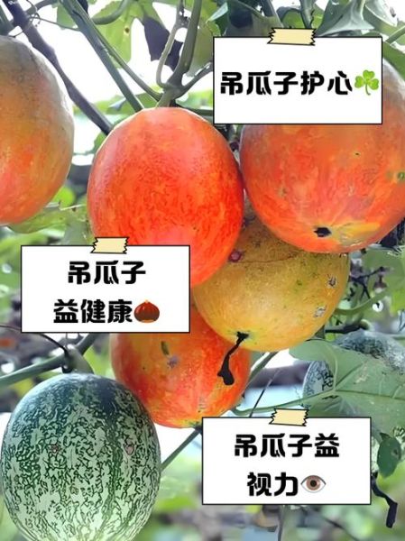 吊瓜子孕妇可以吃吗_孕期吃吊瓜子安全吗-第2张图片-山城妙识 吊瓜子孕妇可以吃吗_孕期吃吊瓜子安全吗-第2张图片-山城妙识