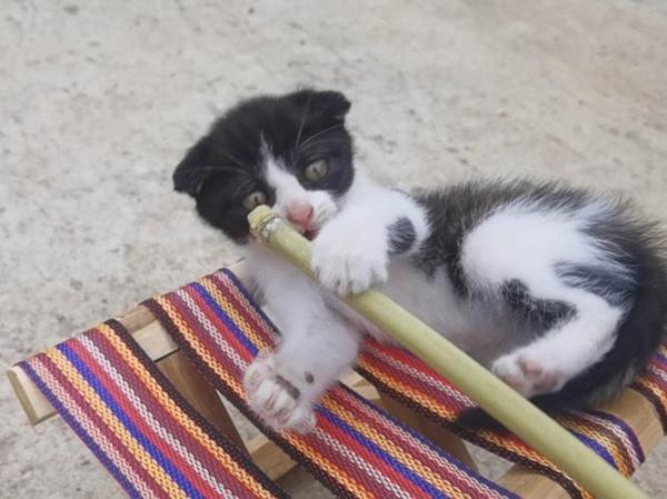 竹轮猫是什么_竹轮猫怎么养-第1张图片-山城妙识 竹轮猫是什么_竹轮猫怎么养-第1张图片-山城妙识