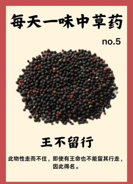 王不留行的功效与作用_王不留行怎么吃效果最好-第1张图片-山城妙识 王不留行的功效与作用_王不留行怎么吃效果最好-第1张图片-山城妙识