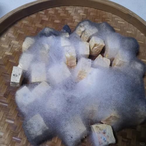 做豆腐乳怎样发酵长毛_豆腐乳长白毛还能吃吗-第2张图片-山城妙识 做豆腐乳怎样发酵长毛_豆腐乳长白毛还能吃吗-第2张图片-山城妙识