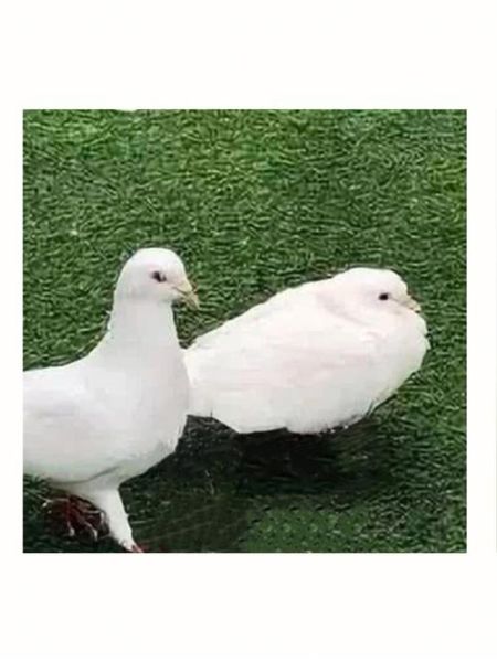 鸽子表情包怎么制作_鸽子图片表情包哪里找-第2张图片-山城妙识 鸽子表情包怎么制作_鸽子图片表情包哪里找-第2张图片-山城妙识