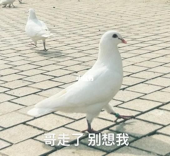 鸽子表情包怎么制作_鸽子图片表情包哪里找-第1张图片-山城妙识 鸽子表情包怎么制作_鸽子图片表情包哪里找-第1张图片-山城妙识