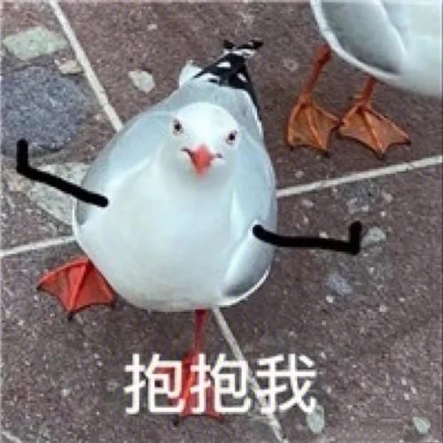 鸽子表情包怎么制作_鸽子图片表情包哪里找-第3张图片-山城妙识 鸽子表情包怎么制作_鸽子图片表情包哪里找-第3张图片-山城妙识