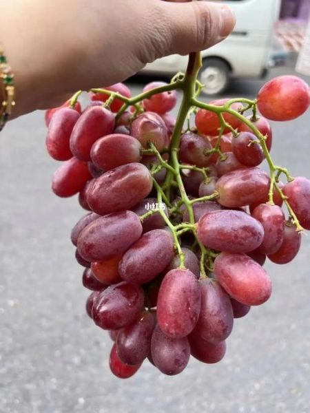 国产红提哪里最正宗_国产红提怎么挑最甜-第2张图片-山城妙识