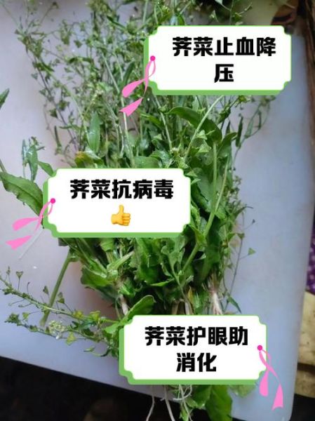 荠菜怎么吃对身体有什么好处_荠菜的功效与禁忌-第1张图片-山城妙识 荠菜怎么吃对身体有什么好处_荠菜的功效与禁忌-第1张图片-山城妙识