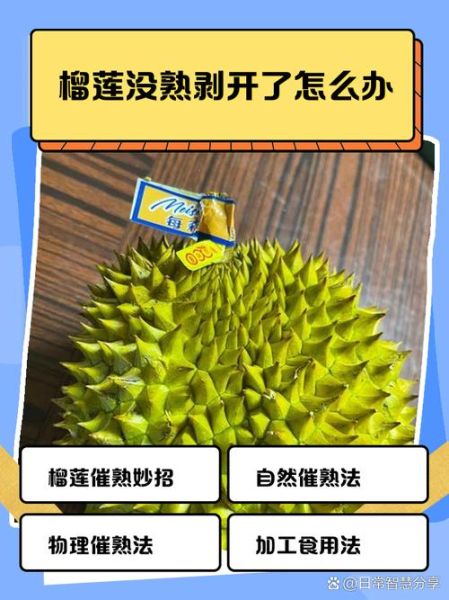 榴莲没熟已经扒出来了怎么办_如何补救生榴莲-第1张图片-山城妙识 榴莲没熟已经扒出来了怎么办_如何补救生榴莲-第1张图片-山城妙识