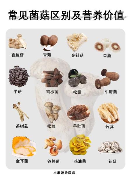 蘑菇的种类图片_如何快速识别常见品种-第2张图片-山城妙识 蘑菇的种类图片_如何快速识别常见品种-第2张图片-山城妙识