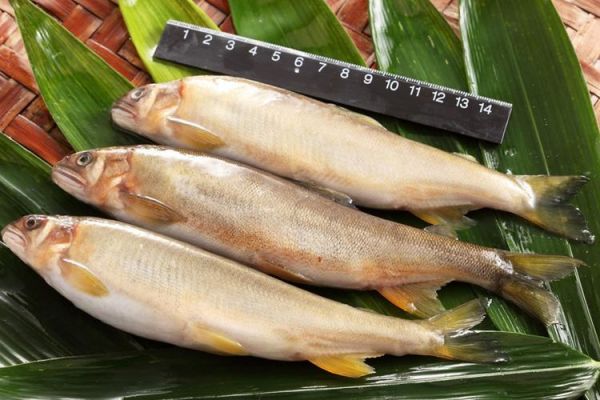 海香鱼是什么鱼_海香鱼怎么做好吃-第1张图片-山城妙识 海香鱼是什么鱼_海香鱼怎么做好吃-第1张图片-山城妙识