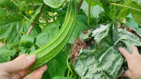 丝瓜叶的功效与作用_丝瓜叶的禁忌有哪些-第2张图片-山城妙识 丝瓜叶的功效与作用_丝瓜叶的禁忌有哪些-第2张图片-山城妙识