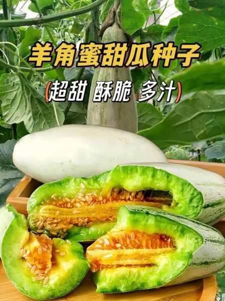 羊角蜜甜瓜的功效与作用_孕妇能吃吗-第1张图片-山城妙识 羊角蜜甜瓜的功效与作用_孕妇能吃吗-第1张图片-山城妙识
