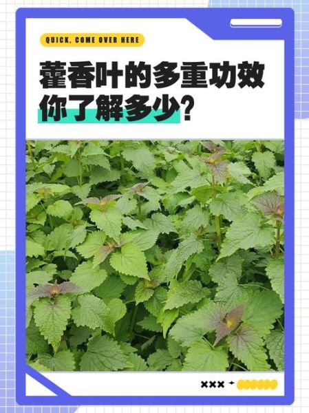 新鲜藿香叶怎么吃_藿香叶做法大全-第3张图片-山城妙识 新鲜藿香叶怎么吃_藿香叶做法大全-第3张图片-山城妙识