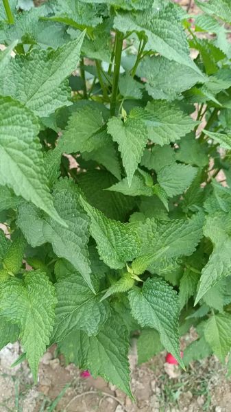 新鲜藿香叶怎么吃_藿香叶做法大全-第2张图片-山城妙识 新鲜藿香叶怎么吃_藿香叶做法大全-第2张图片-山城妙识