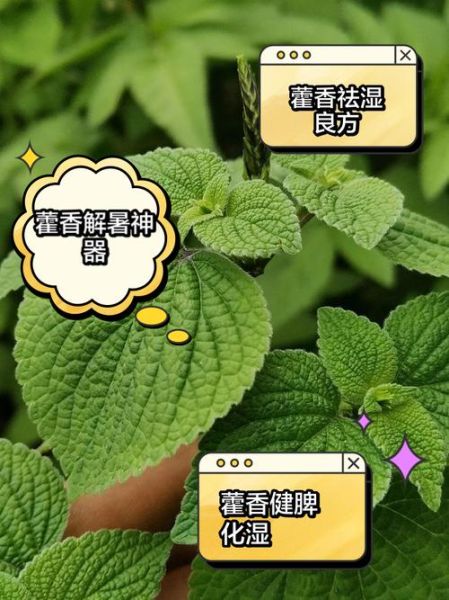 新鲜藿香叶怎么吃_藿香叶做法大全-第1张图片-山城妙识 新鲜藿香叶怎么吃_藿香叶做法大全-第1张图片-山城妙识