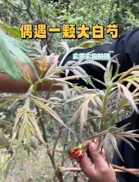 白芍长什么样_白芍图片如何鉴别真假-第2张图片-山城妙识 白芍长什么样_白芍图片如何鉴别真假-第2张图片-山城妙识