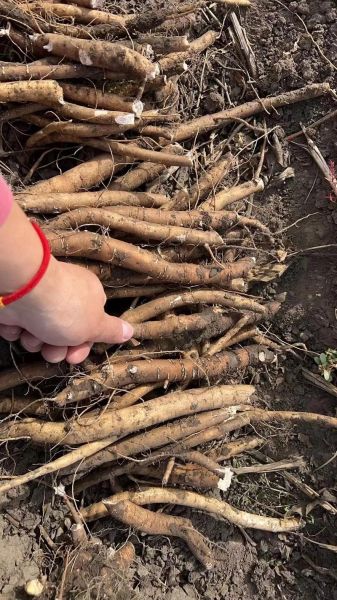 白芍长什么样_白芍图片如何鉴别真假-第3张图片-山城妙识 白芍长什么样_白芍图片如何鉴别真假-第3张图片-山城妙识