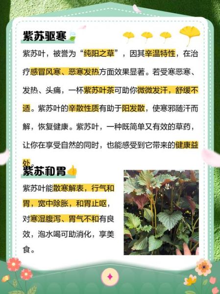 新鲜紫苏叶怎么泡水喝_紫苏叶泡水喝的正确方法-第1张图片-山城妙识 新鲜紫苏叶怎么泡水喝_紫苏叶泡水喝的正确方法-第1张图片-山城妙识