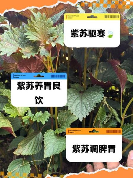 新鲜紫苏叶怎么泡水喝_紫苏叶泡水喝的正确方法-第2张图片-山城妙识 新鲜紫苏叶怎么泡水喝_紫苏叶泡水喝的正确方法-第2张图片-山城妙识