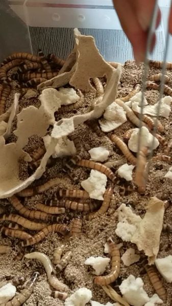 大麦虫养殖技术_大麦虫怎么养产量高-第1张图片-山城妙识 大麦虫养殖技术_大麦虫怎么养产量高-第1张图片-山城妙识