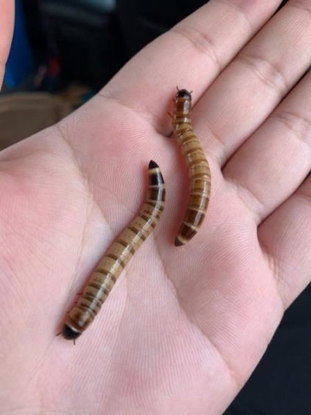 大麦虫养殖技术_大麦虫怎么养产量高-第2张图片-山城妙识 大麦虫养殖技术_大麦虫怎么养产量高-第2张图片-山城妙识