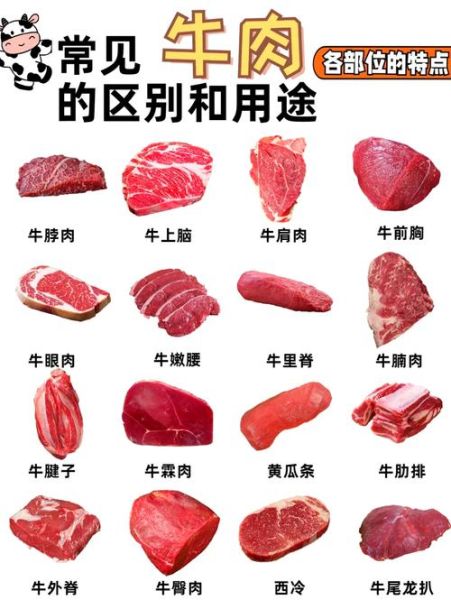 牛腱子肉是牛哪个部位_前腱后腱区别-第1张图片-山城妙识 牛腱子肉是牛哪个部位_前腱后腱区别-第1张图片-山城妙识