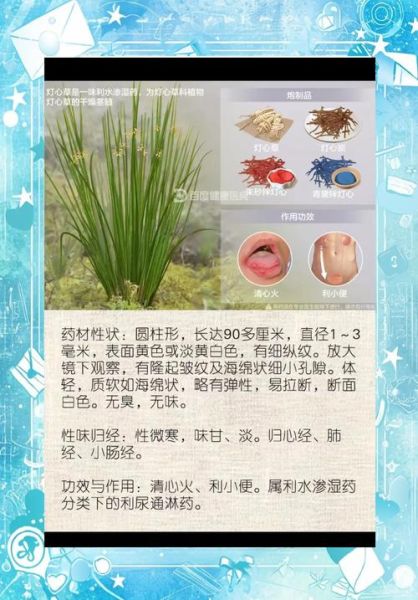 灯心草的功效与作用_灯心草能长期泡水喝吗-第1张图片-山城妙识 灯心草的功效与作用_灯心草能长期泡水喝吗-第1张图片-山城妙识