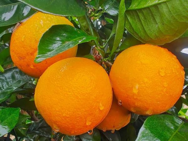 秋天成熟的水果有哪些_秋季水果怎么保存-第2张图片-山城妙识