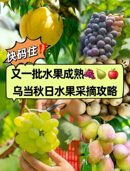 秋天成熟的水果有哪些_秋季水果怎么保存-第3张图片-山城妙识