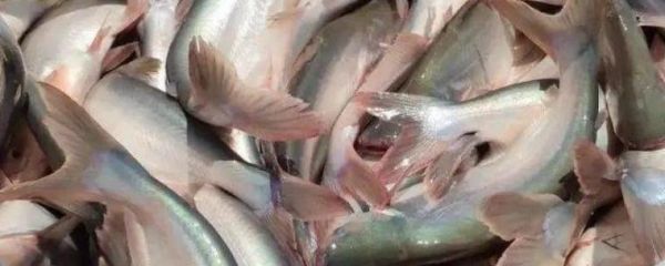 巴沙鱼是深海鱼吗_巴沙鱼产地在哪里-第2张图片-山城妙识 巴沙鱼是深海鱼吗_巴沙鱼产地在哪里-第2张图片-山城妙识