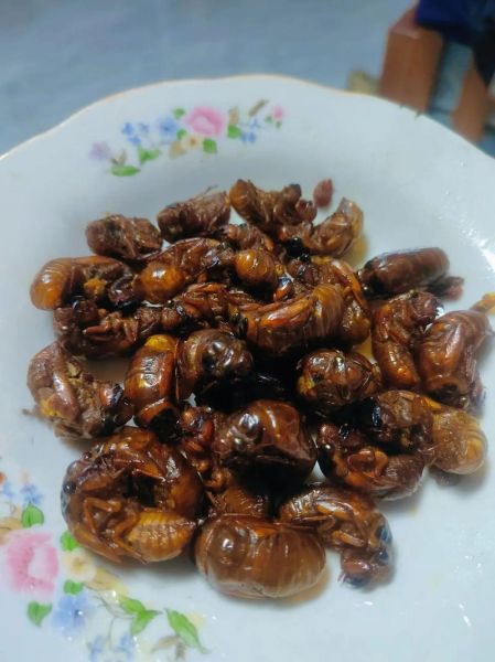 油炸冻知了猴怎么做_冷冻知了猴怎么炸才酥脆-第3张图片-山城妙识 油炸冻知了猴怎么做_冷冻知了猴怎么炸才酥脆-第3张图片-山城妙识