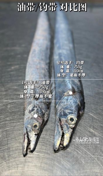 刀鱼和带鱼有什么区别_刀鱼与带鱼的区别-第2张图片-山城妙识 刀鱼和带鱼有什么区别_刀鱼与带鱼的区别-第2张图片-山城妙识