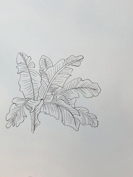 芭蕉叶简笔画怎么画_芭蕉叶简笔画步骤-第3张图片-山城妙识 芭蕉叶简笔画怎么画_芭蕉叶简笔画步骤-第3张图片-山城妙识