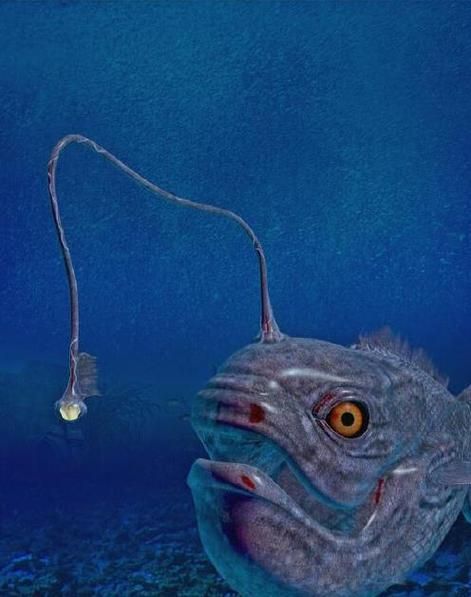 灯笼鱼长什么样子_灯笼鱼发光部位在哪-第1张图片-山城妙识 灯笼鱼长什么样子_灯笼鱼发光部位在哪-第1张图片-山城妙识