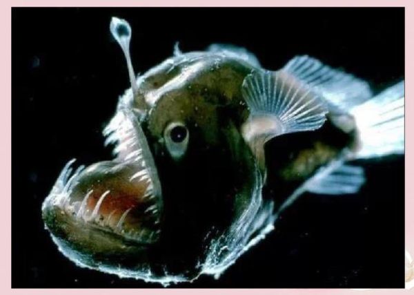 灯笼鱼长什么样子_灯笼鱼发光部位在哪-第2张图片-山城妙识 灯笼鱼长什么样子_灯笼鱼发光部位在哪-第2张图片-山城妙识