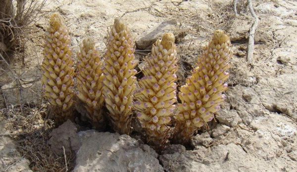 肉苁蓉图片大全_肉苁蓉长什么样-第3张图片-山城妙识 肉苁蓉图片大全_肉苁蓉长什么样-第3张图片-山城妙识