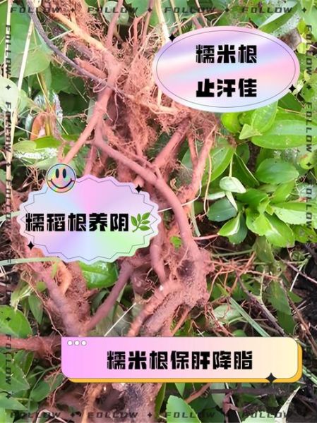 糯稻根的功效与作用_糯稻根怎么使用-第1张图片-山城妙识 糯稻根的功效与作用_糯稻根怎么使用-第1张图片-山城妙识