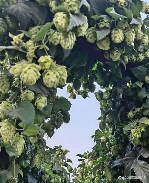 啤酒花制品和啤酒花的区别_哪个更好-第3张图片-山城妙识 啤酒花制品和啤酒花的区别_哪个更好-第3张图片-山城妙识