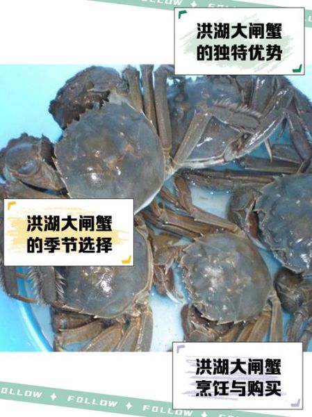洪湖大闸蟹多少钱一斤_洪湖大闸蟹价格行情-第2张图片-山城妙识 洪湖大闸蟹多少钱一斤_洪湖大闸蟹价格行情-第2张图片-山城妙识