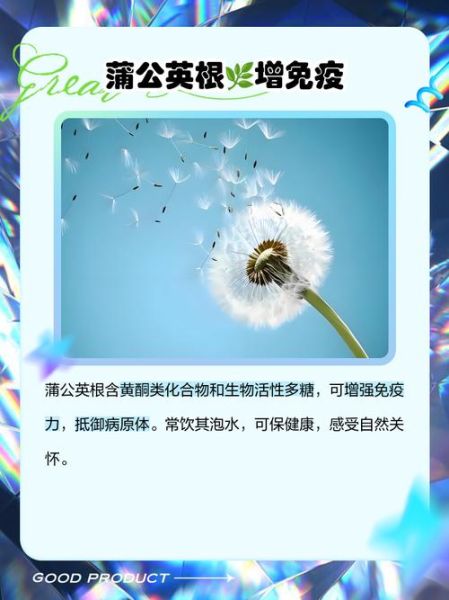 蒲公英的根泡水喝有什么好处_蒲公英根茶的功效与禁忌-第1张图片-山城妙识 蒲公英的根泡水喝有什么好处_蒲公英根茶的功效与禁忌-第1张图片-山城妙识