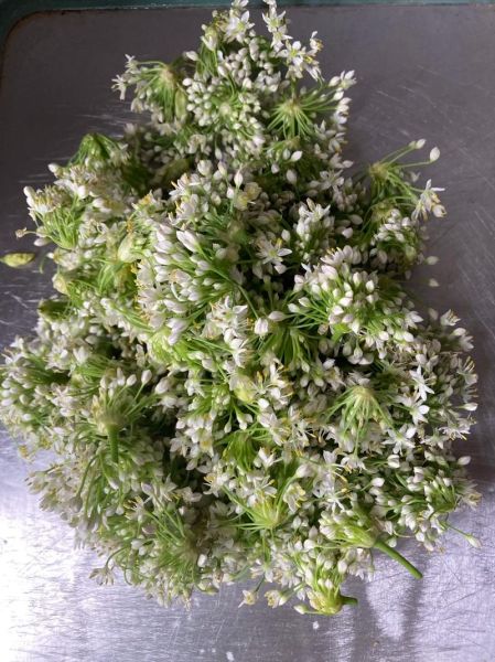 腌制的韭菜花能放多久_如何延长保存时间-第1张图片-山城妙识 腌制的韭菜花能放多久_如何延长保存时间-第1张图片-山城妙识