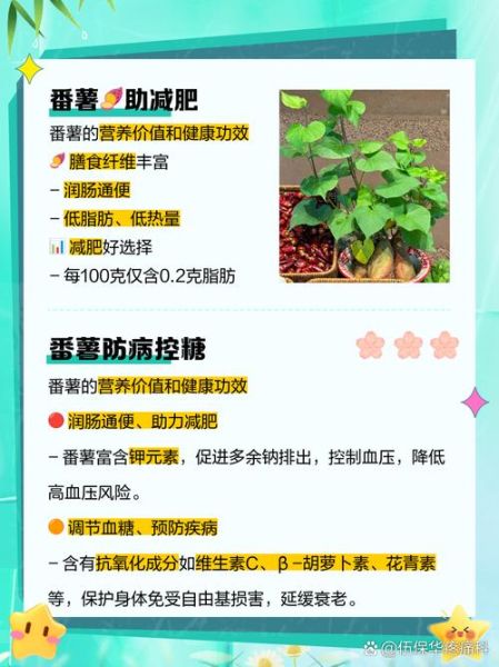 番薯能减肥吗_番薯的功效与作用-第2张图片-山城妙识 番薯能减肥吗_番薯的功效与作用-第2张图片-山城妙识